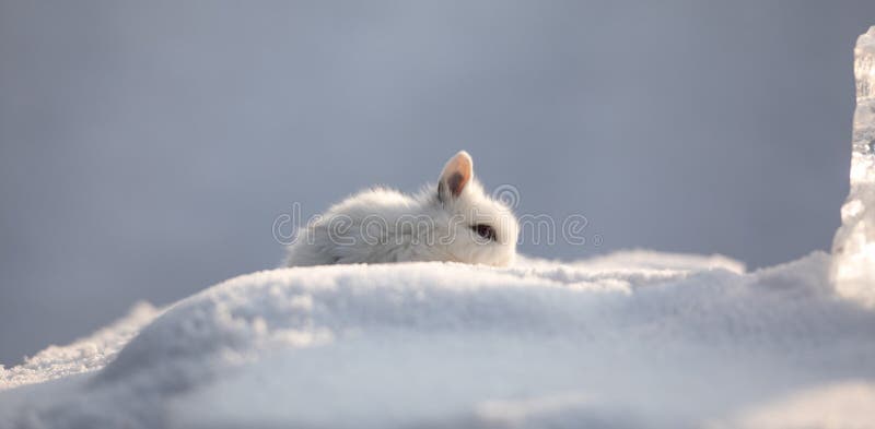 Pygmy rabbit in snow stock image. Image of decorative - 295678525