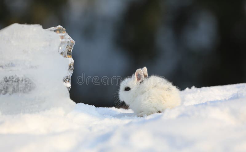 Pygmy rabbit in snow stock image. Image of little, nature - 295679213