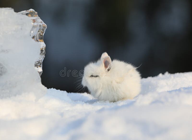 Pygmy rabbit in snow stock image. Image of snow, pygmy - 295679349