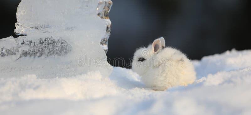 Pygmy rabbit in snow stock image. Image of furry, curiosity - 295679501