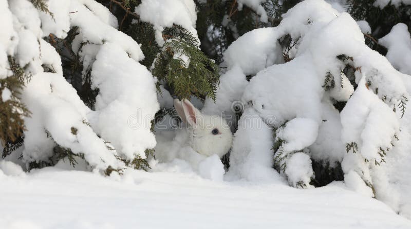 Pygmy rabbit in snow stock photo. Image of pretty, breed - 295693106
