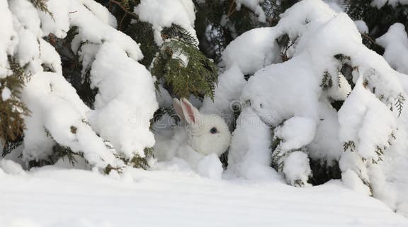 Pygmy rabbit in snow stock photo. Image of pretty, breed - 295693106