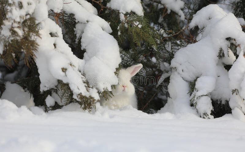 Pygmy rabbit in snow stock image. Image of outside, outdoors - 295694151