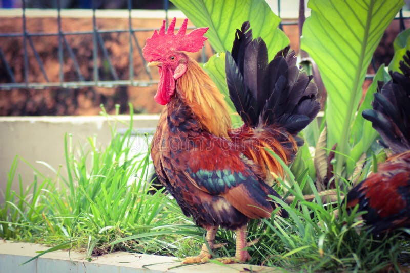 Pygmy rooster stock photo. Image of chicken, rooster - 208455586