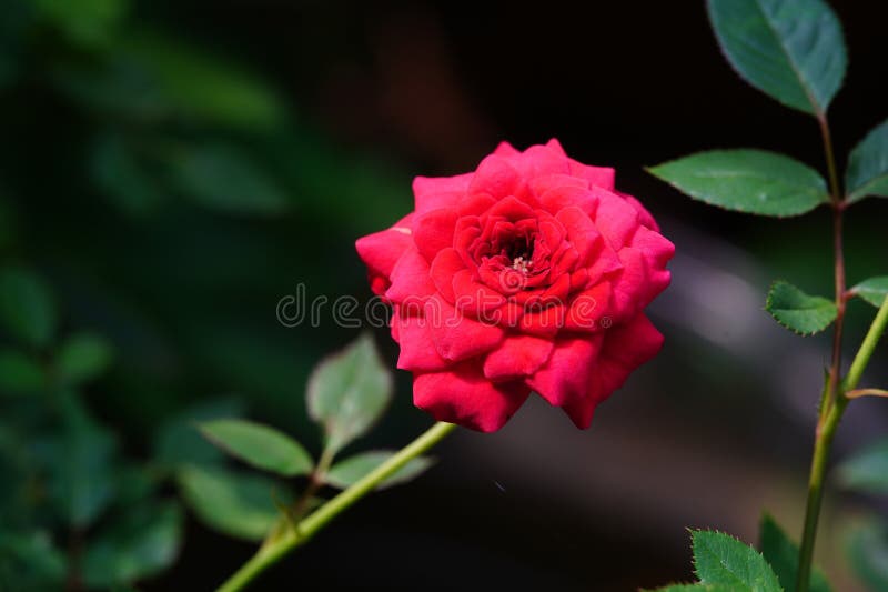 Pygmy Rose is a Beautiful Little Flower Stock Photo - Image of ...