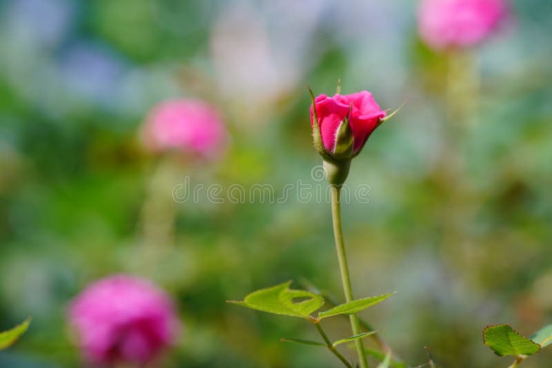 Pygmy Rose is a Beautiful Little Flower Stock Photo - Image of ...