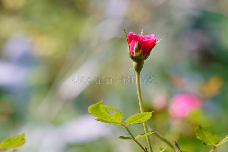 Pygmy Rose is a Beautiful Little Flower Stock Image - Image of fresh ...
