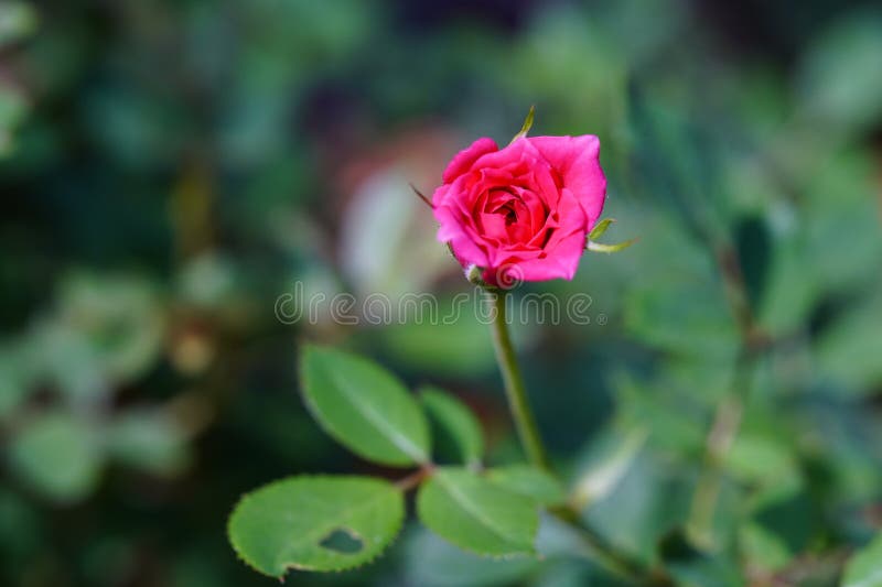 Pygmy Rose is a Beautiful Little Flower Stock Photo - Image of china ...