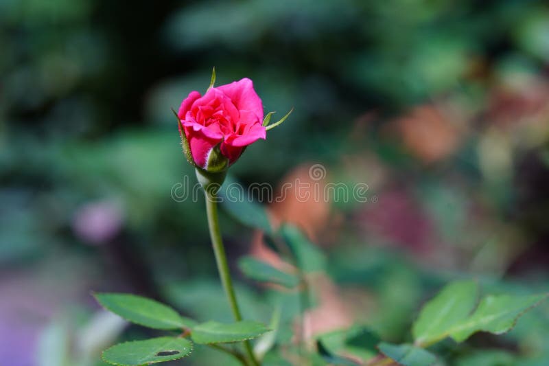 Pygmy Rose is a Beautiful Little Flower Stock Image - Image of blooming ...