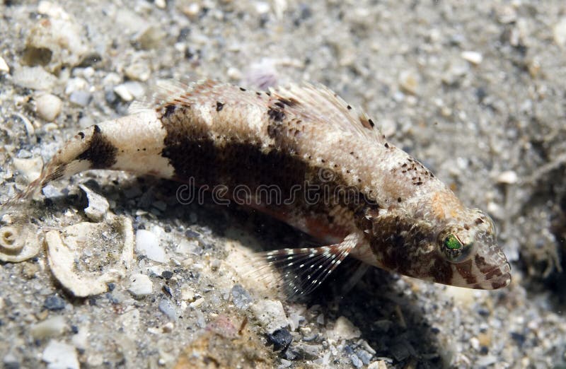 Sand Perch stock photo. Image of jacknife, scuba, atlantic - 17072086