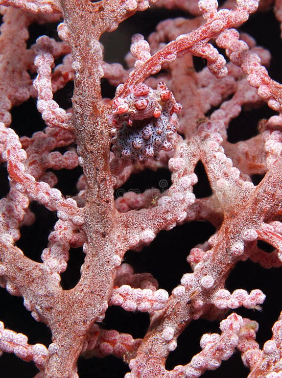 Pygmy Seahorse stock image. Image of diving, sulawesi - 24687287