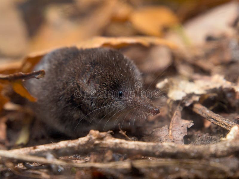White-toothed Shrew, Isolated Stock Photo - Image of animal, shot: 34777086