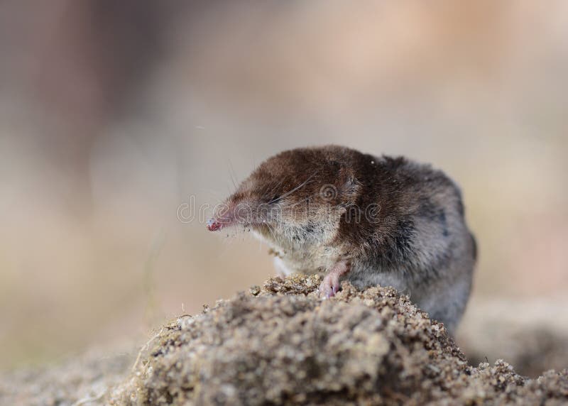 Shrew Mouse Over Dirt Isolated Stock Image - Image of studio ...