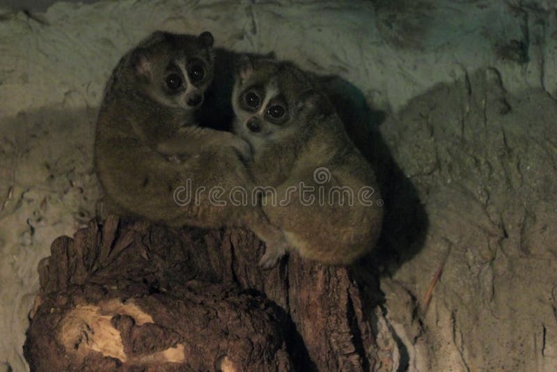Slow loris monkey stock image. Image of postmark, monkey - 21767845