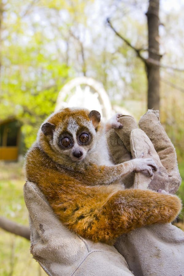 Slow loris monkey stock image. Image of postmark, monkey - 21767845