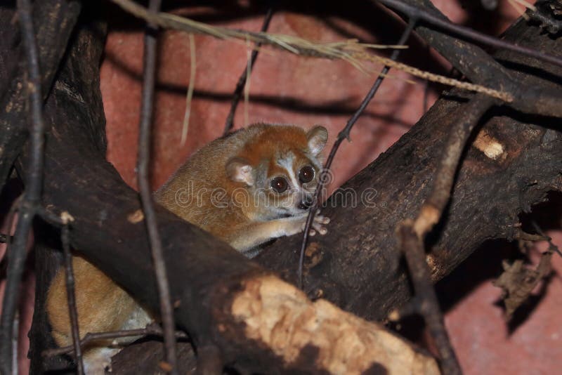 Pygmy Slow Loris (Nycticebus Pygmaeus) Stock Photo - Image of prosimii ...