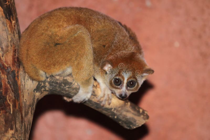 Pygmy slow loris stock photo. Image of wood, nature, slow - 94355744