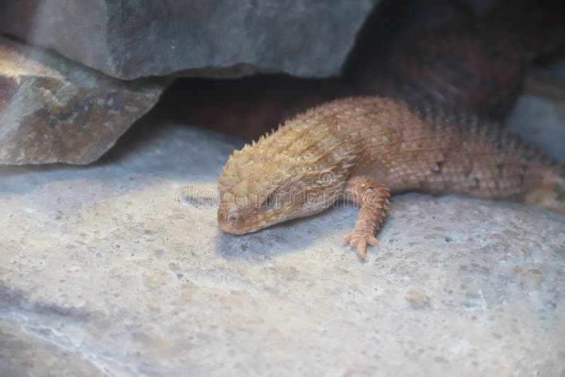 Pygmy Spiny-tailed Skink, Egernia Depressa, Australia,black Background ...