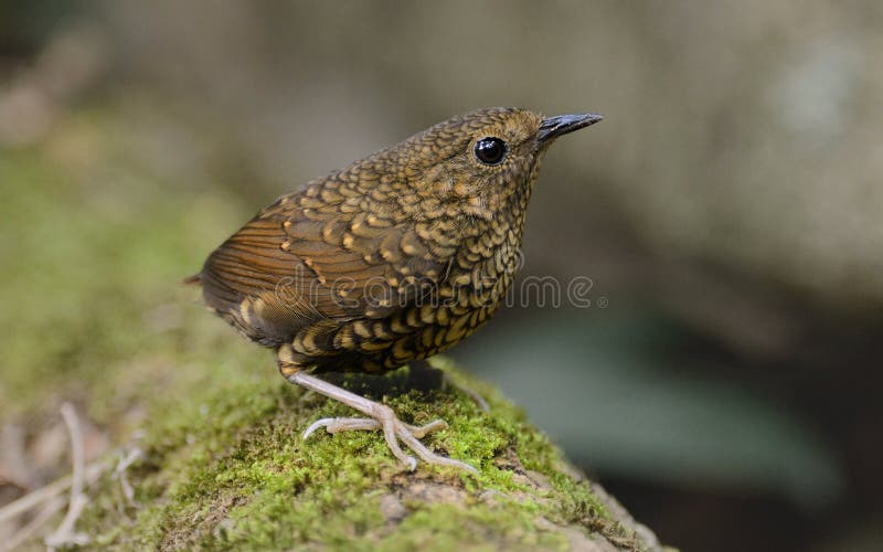 Pygmy Wren Babbler stock image. Image of pattern, grey - 23327217