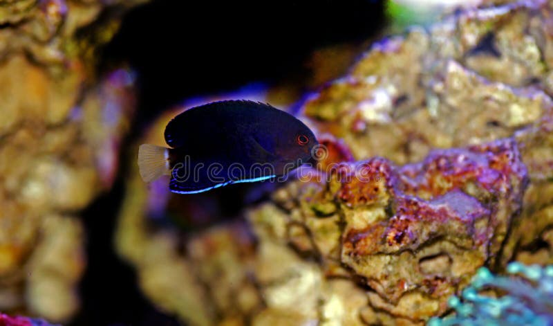 Pygmy Yellowtail Angelfish - Centropyge Flavicauda Stock Image - Image ...