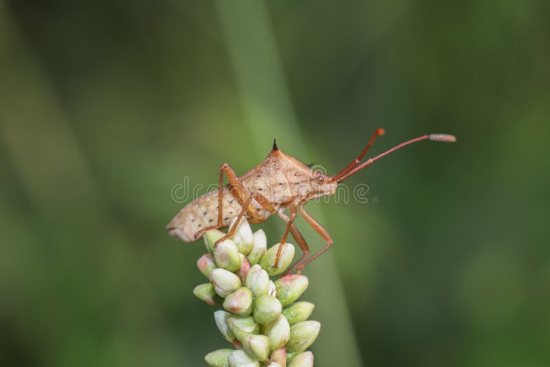 Pygoplatys Auropunctatus Stock Photos - Free & Royalty-Free Stock ...