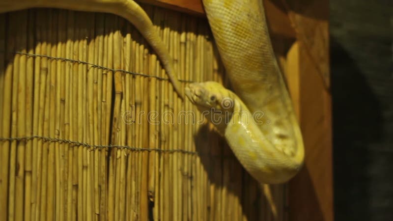 Pyhton Snake stock footage. Video of pantherophis, colorful - 49524774