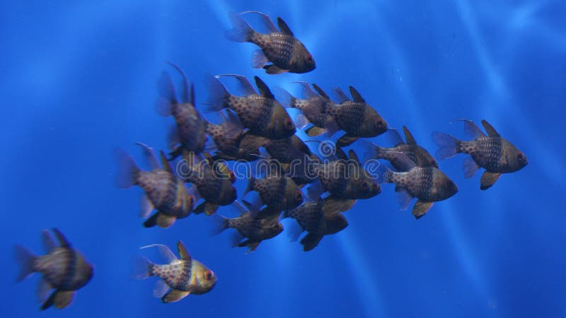 Pyjama Cardinalfish - Sphaeramia Nemanoptera Stock Image - Image of ...