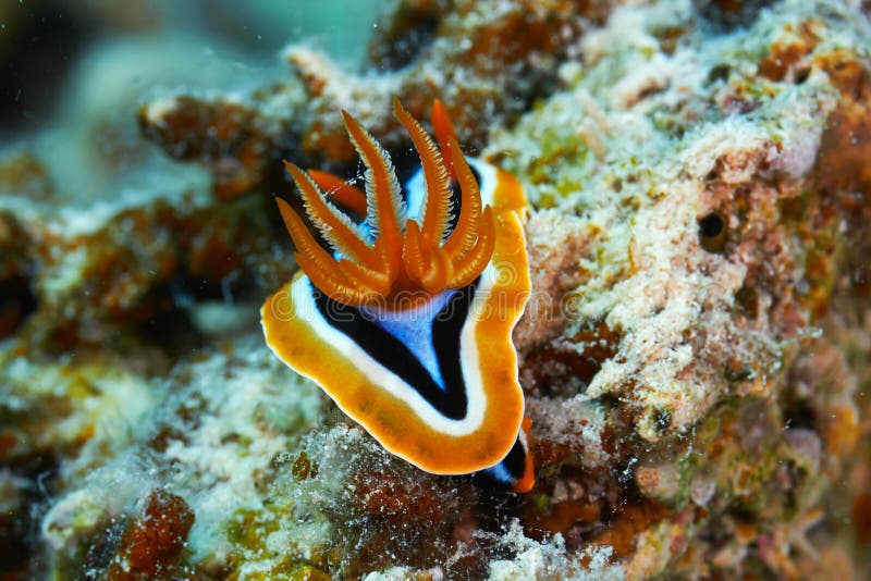 Pyjama Slug on a Tropical Reef Stock Image - Image of wildlife ...