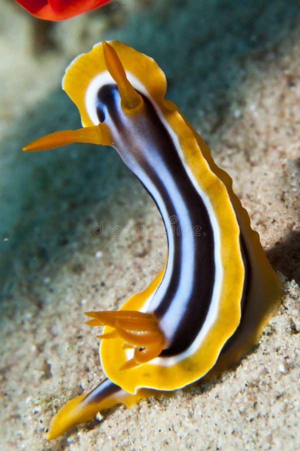 Nudibranch stock photo. Image of chromodoris, ocean, slug - 11002164