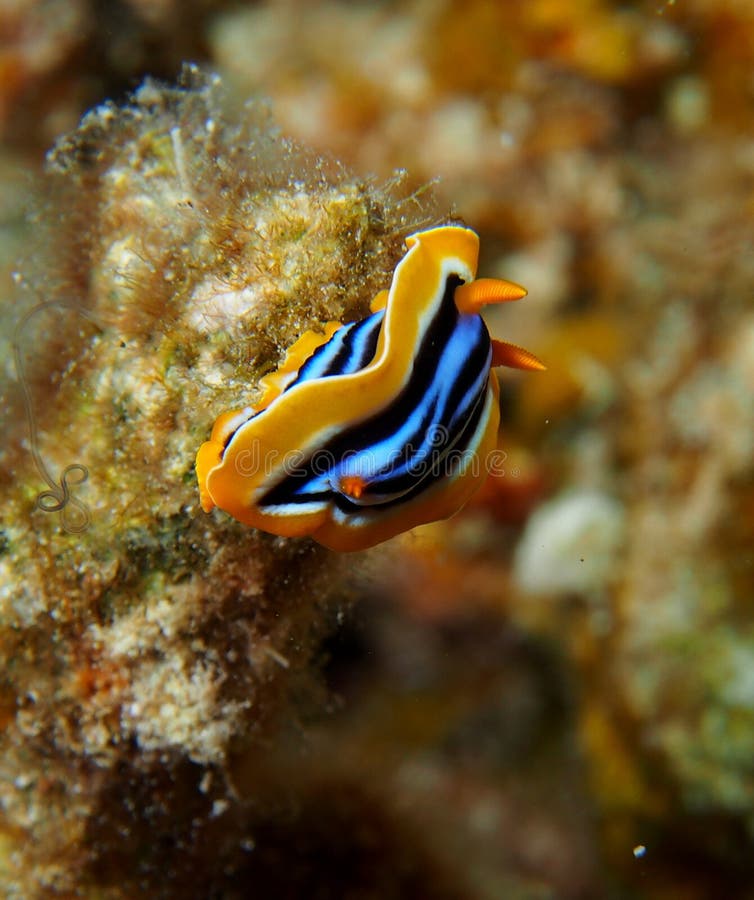 Pyjama Nudibranch Chromodorid Red Sea Stock Photo - Image of ocean ...