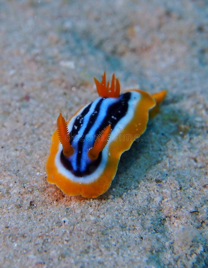 Pyjama Nudibranch Chromodorid Red Sea Stock Photo - Image of ocean ...