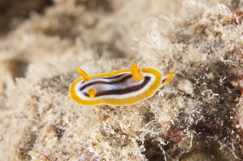 Pyjama nudibranch stock photo. Image of yellow, pyjama - 5385568