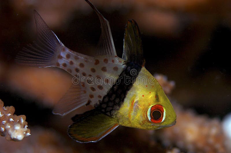 Pyjama-Kardinal Fish stockfoto. Bild von hell, grünlich - 56320796