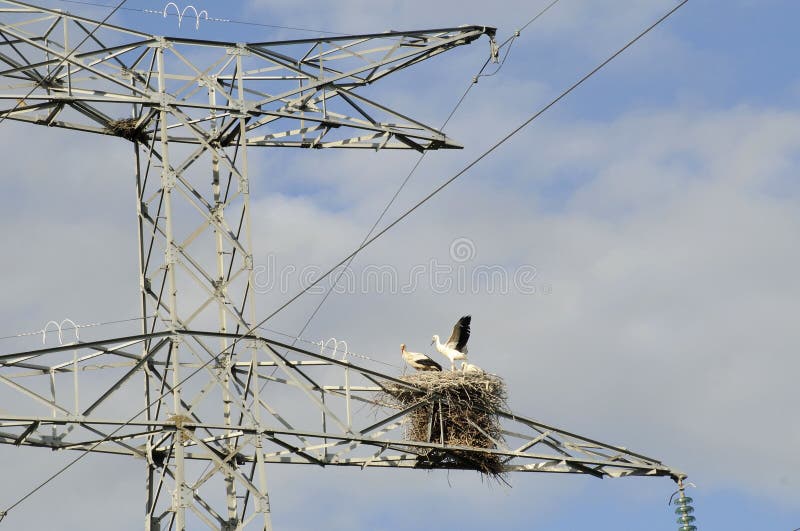 Pylon Home stock photo. Image of blue, environment, nesting - 31987600