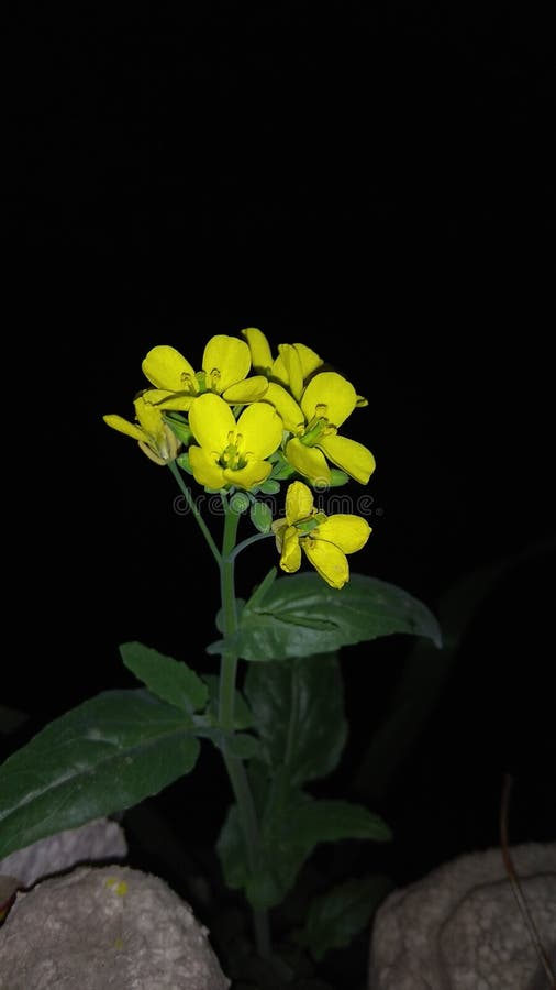 137 Sarso Flower Stock Photos - Free & Royalty-Free Stock Photos from ...