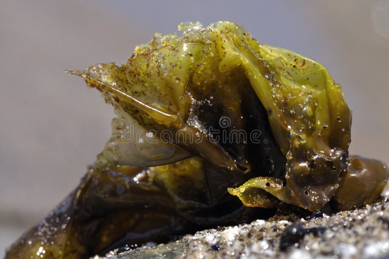 Pyphora algae stock image. Image of wild, vegetable, nori - 25337183