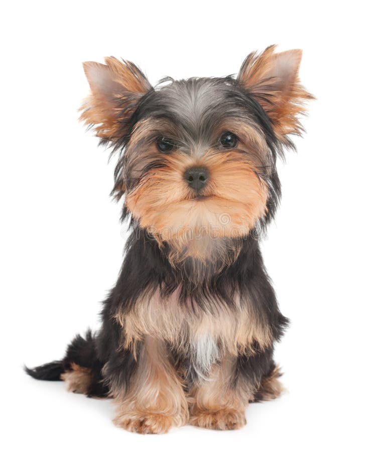 Pyppy do yorkshire terrier imagem de stock. Imagem de ouro - 32972277