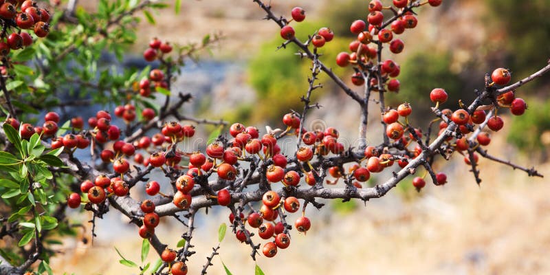 Pyracantha stock photo. Image of balls, tree, botany - 28269318