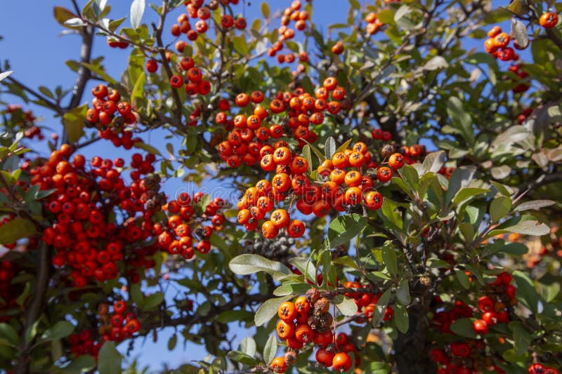 Pyracantha Angustifolia Shrub with Orange Berries Stock Image - Image ...