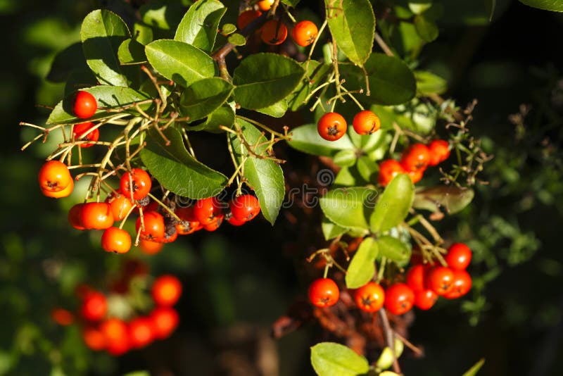 Pyracantha berries stock image. Image of berries, fruits - 76084043