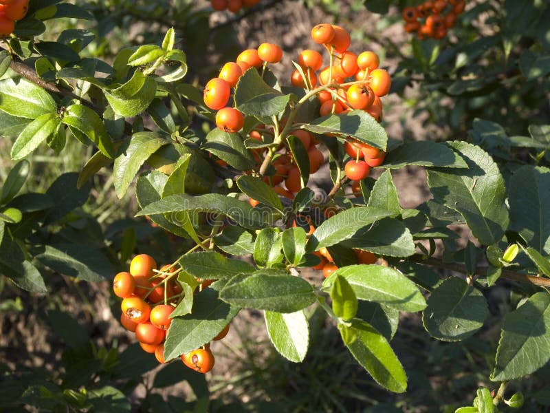Pyracantha berry bush stock photo. Image of evergreen - 98532630