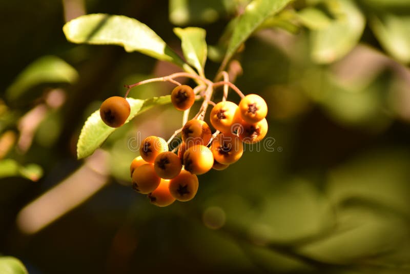 Pyracantha with Bright Yellow Berries in the Sunlight Stock Photo ...