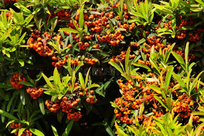 Pyracantha Bushes with Orange Colored Berries Stock Photo - Image of ...