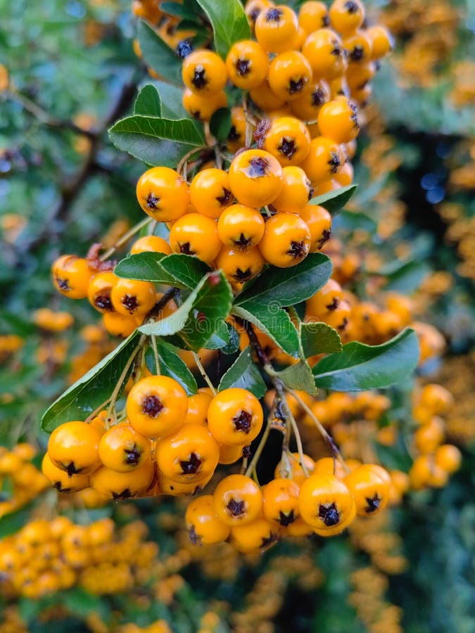 Pyracantha Coccinea M. Roem Bush with Plumes Stock Photo - Image of ...