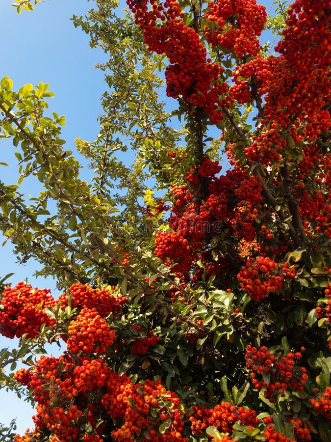 Red Pyracantha Firethorn Berry Evergreen Shrub, Closeup Stock Image ...