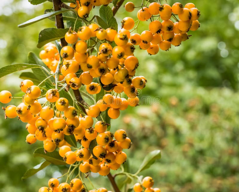 Pyracantha Orange Berries Evergreen Shrub Stock Image - Image of ...
