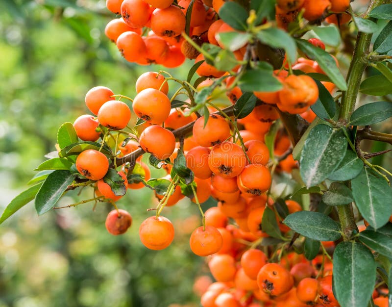 Red Berries on Evergreen Tree Stock Image - Image of sprig, needles ...