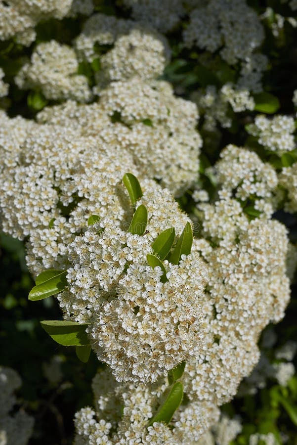 Pyracantha shrub in bloom stock image. Image of botany - 250833599