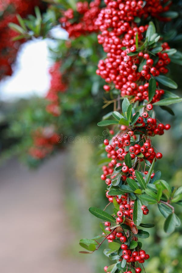 Pyracantha Shrub in a Garden Stock Image - Image of leaves, bloom ...