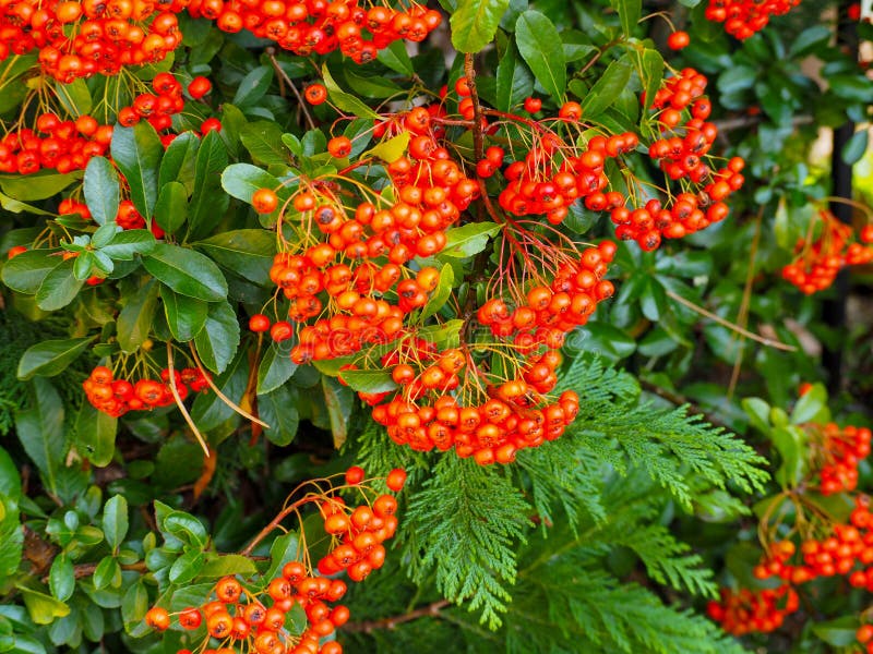 Pyracantha stock image. Image of shrub, plant, bush, thorny - 21493397